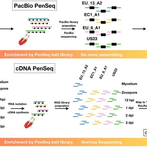 The Pipelines Of Pacbio And Cdna Pathogen‐enrichment Sequencing Download Scientific Diagram