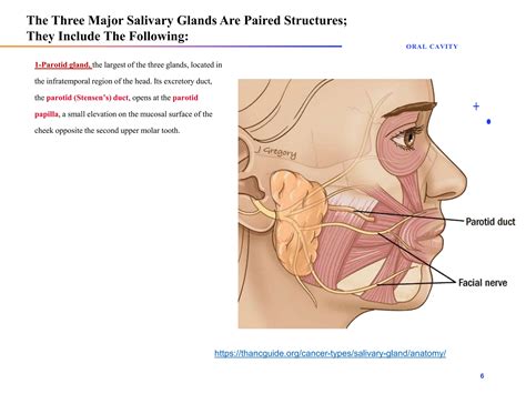 Histology Of The Oral Cavity Maha Hammady Pptx