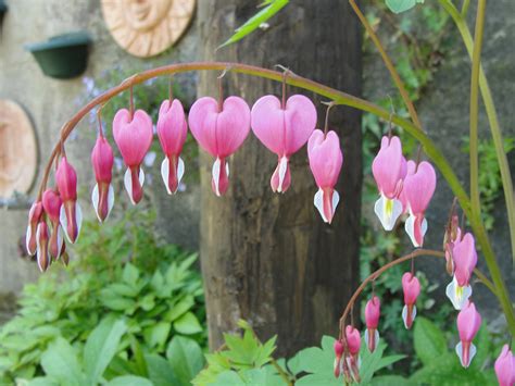 무료 이미지 금잔화 Lamprocapnos Spectabilis 금낭화 담홍색 꽃 피는 식물 플로라 봄 꽃잎