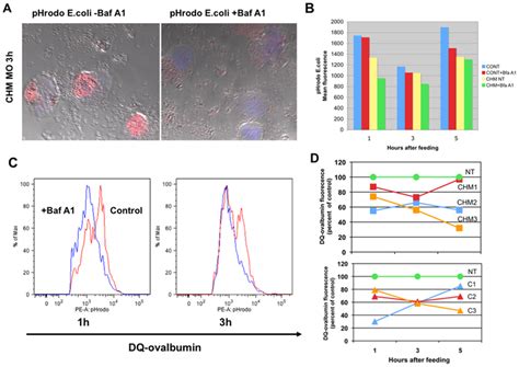 Lysosomal Acidification And Rate Of Proteolytic Degradation In