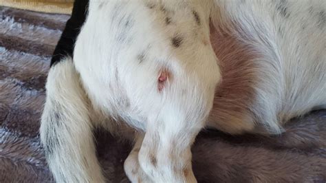 How To Remove Skin Tags On Dogs All You Need To Know Bored Panda