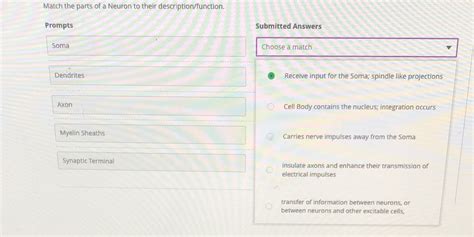 Solved Match The Parts Of The Neuron To Their Descriptionfunction