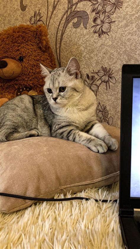 Пин от пользователя Wrdyat на доске صورة شخصية в 2024 г Котята Кошки Животные