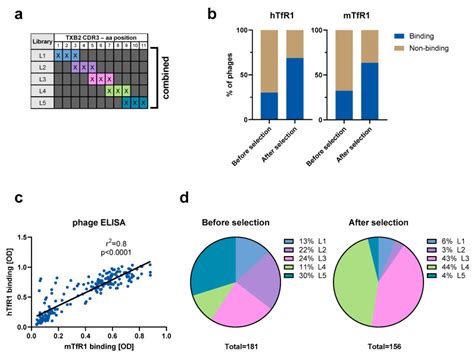 Cdr3 Variants Of The Txb2 Shuttle With Increased Tfr1 Association Rate