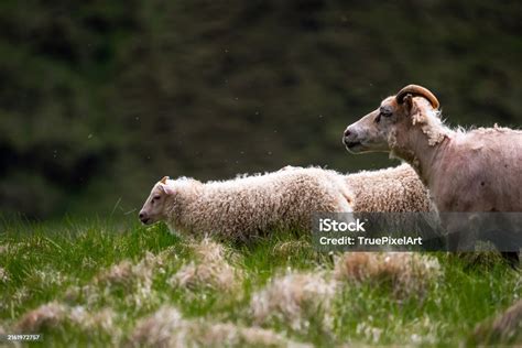 Icelandic Sheep With Curly Horns And Their Lambs Grazing On A Lush