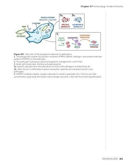 Complement System Video Causes And Meaning Osmosis