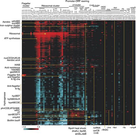 Hierarchical Clustering Of Differential Expression In Rewired Gene