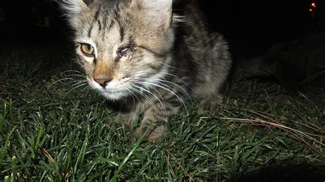 Cyclops One Eyed Kitten