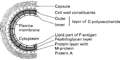 Schematic Illustration Of The Arrangement Of The Pneumococcal Cell Wall Download Scientific