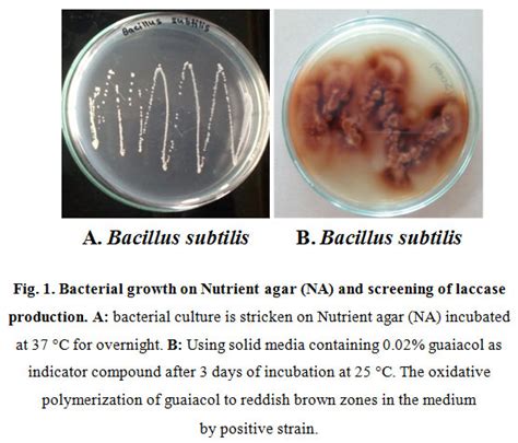 Production Of Extracellular Laccase From Bacterial Strain Bacillus Subtilis Mtcc 1039 Using