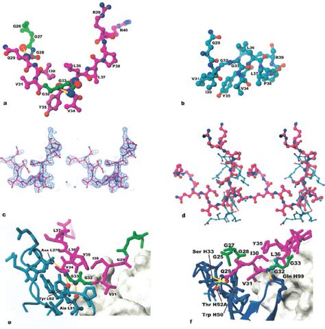 Hcv Core Peptide 13 40 Bound By Fab Ј 19d9d6 And Comparison With Its Download Scientific