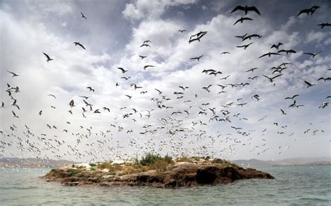 نەورەسەکانی دەریاچەی دووکان تووشی مرداربوونەوەی بە کۆمەڵ بوون Ava News