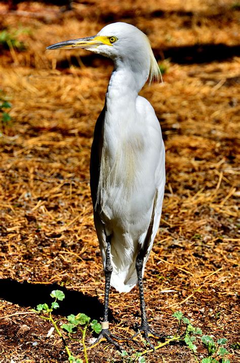 Cattle Egret At Safari West In Santa Rosa California Encircle Photos