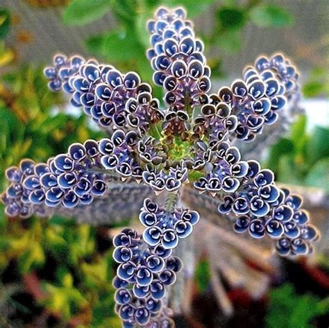 Mother Of Thousands Varieties Types Care And Benefits Garvillo
