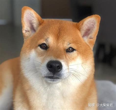 柴犬多大开始发腮不发腮怎么办 知乎