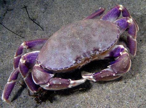 Crab Database · Crabs · Species Metacarcinus Gracilis