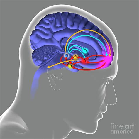 Brain Reward Pathway Photograph By Fernando Da Cunha Science Photo