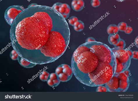 3d Illustration Egg Cells Embryo Embryo Stock Illustration 1364180690