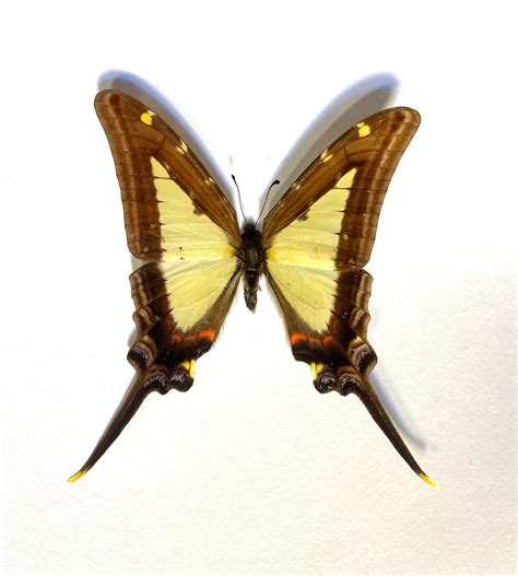 Real Triangular Kite Swallowtail Butterfly Eurytides Leucaspis Spread