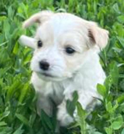 щенки китайской хохлатой купить в Орске цена 10 000 руб дата размещения 17 06 2024 Собаки