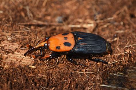 red palm weevil stock image image of pest nature imago 254831737