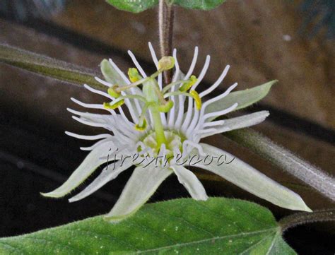Passiflora Capsularis Jorge J Restrepo A Flickr