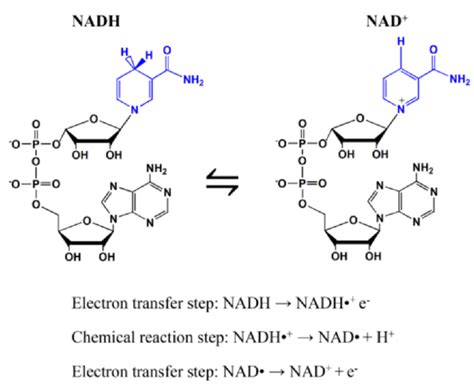 Structure Of Nadh And Nad And The Electrochemical Oxidation Process My XXX Hot Girl
