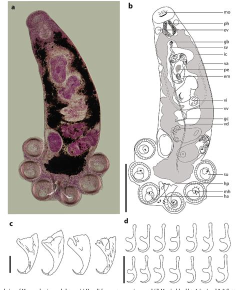 Figure 3 From First Record Of Viviparity In Polystomatid Flatworms