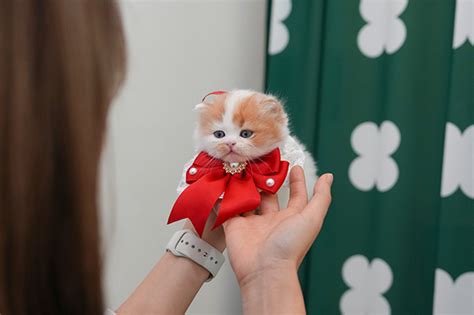 스코티쉬폴드 여아 카야 부산강아지분양 부산고양이분양 미유펫