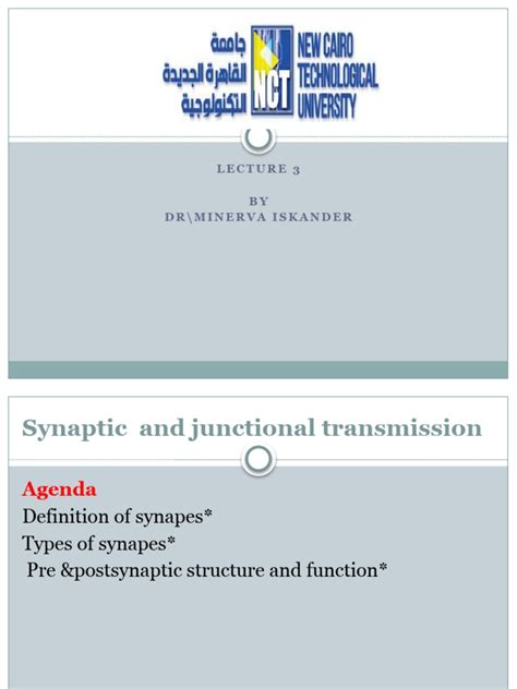 Lecture 3 Pdf Chemical Synapse Neurotransmitter