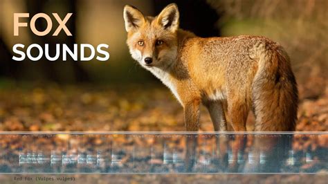 Red Fox Sounds Like