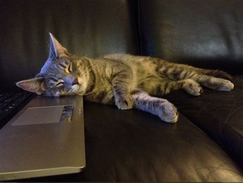 Passed Out Cat