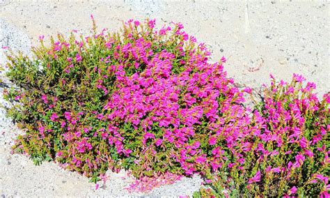 12 Native Plants In Oregon A Z Animals