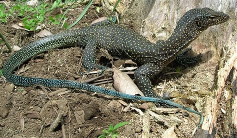 Blue Tailed Monitor Facts And Pictures