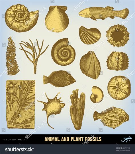 Complete Fossil Over 109 Royalty Free Licensable Stock Illustrations Drawings Shutterstock