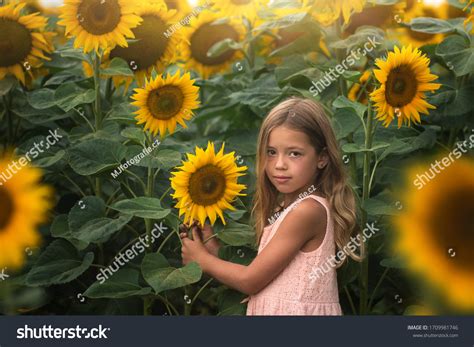 Funflower 4 Photos Et Images De Stock Shutterstock