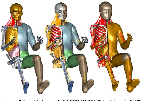 Figure 1 From The Safer Hbm A Human Body Model For Seamless Integrated Occupant Analysis For