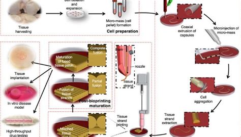 3d Bioprinting