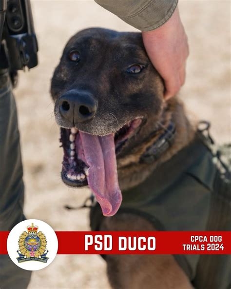 Cpca K9 Detection Cpcak9detection • Instagram Photos And Videos