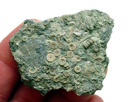 Fossils Ohio Fossils