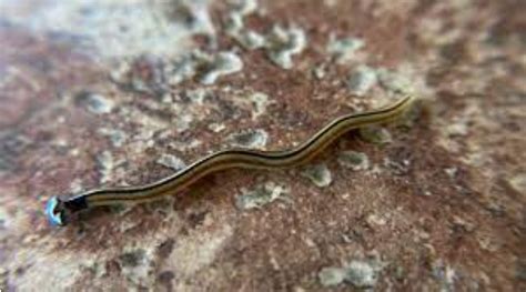 Hammerhead Worms Spectacular Species