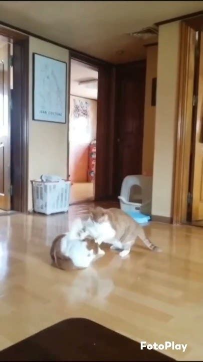 형제의난 학~씨 쌍둥이들엄마 Youtube