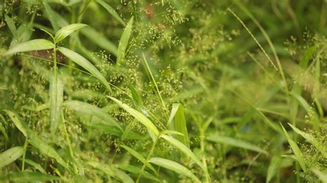 How To Plant Grow And Care For Frosted Explosion Grass