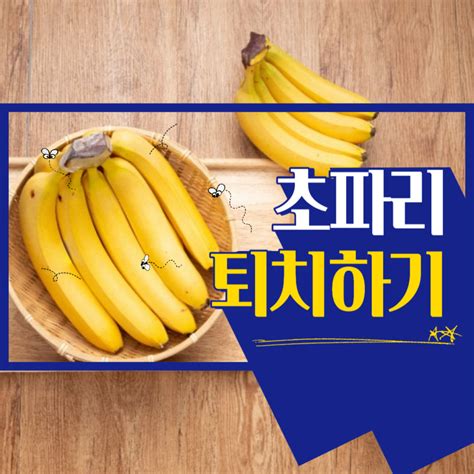 초파리 퇴치하는 방법 초파리 박멸 All Honey Tip