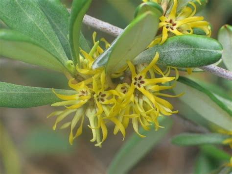 Secamone Alchetron The Free Social Encyclopedia