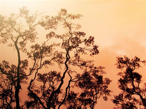 An Ai Based Method Can Accurately Predict Wildfires Using Machine Learning