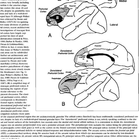 Pdf Do Rats Have Prefrontal Cortex The Rose Woolsey Akert Program