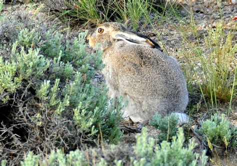 White Tailed Jackrabbit