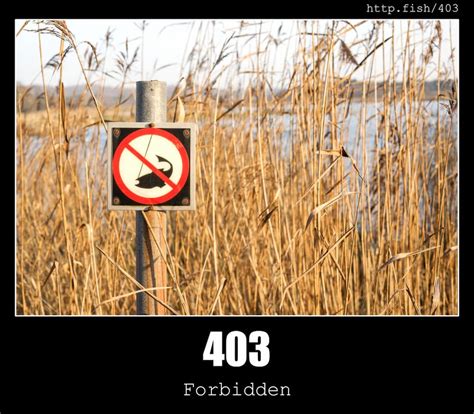 403 Forbidden Status Code And Cats