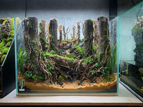 Aquarium With Moss And Rocks